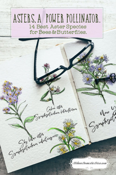 Asters, a Power Pollinator. 14 Best Aster Species for Bees and ...